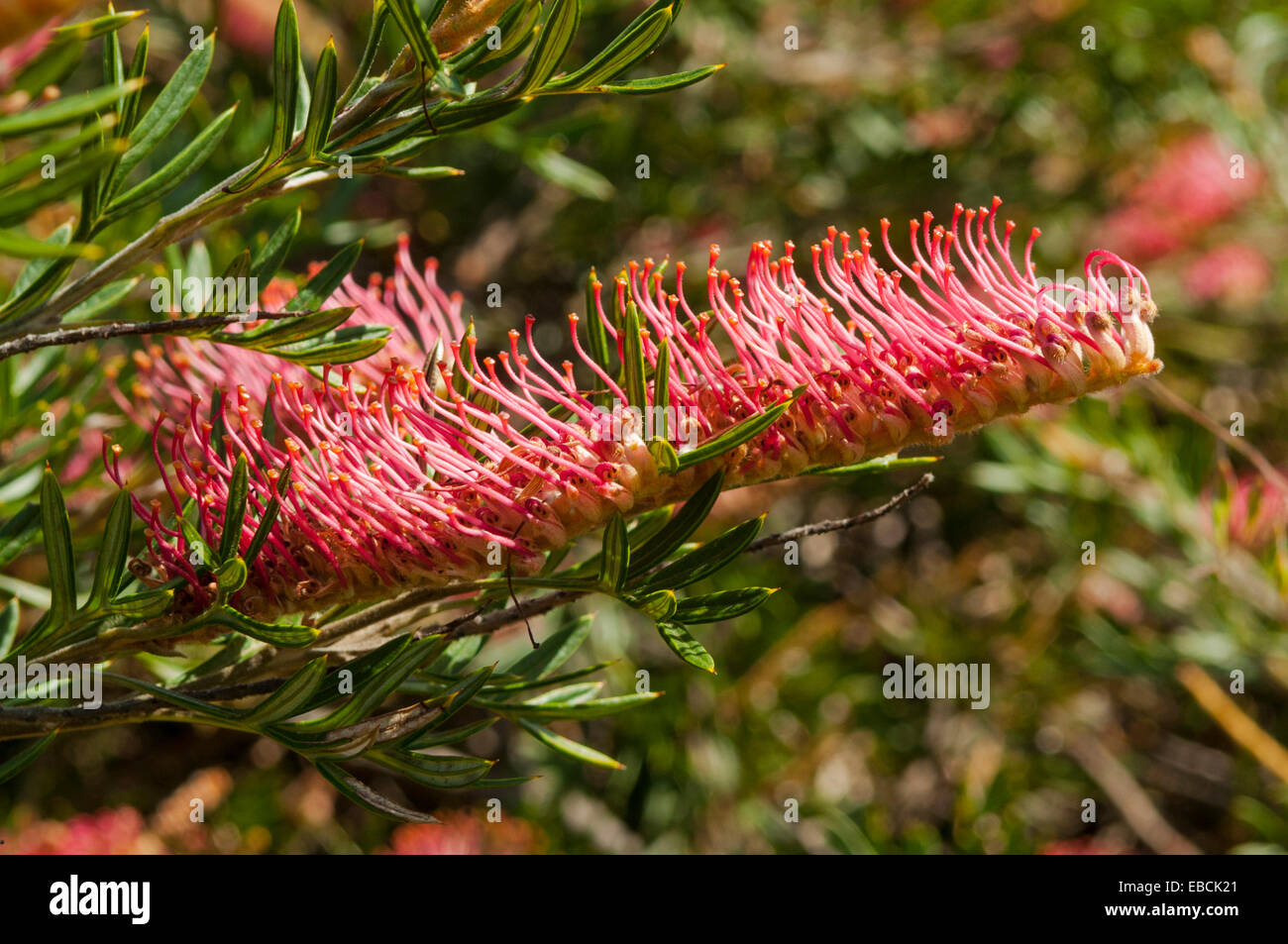Grevillea cagiana, Red Toothbrushes in Monjingup Reserve, WA, Australia ...