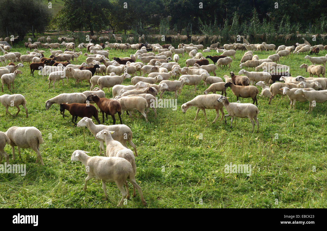 Overgrazing hi-res stock photography and images - Alamy