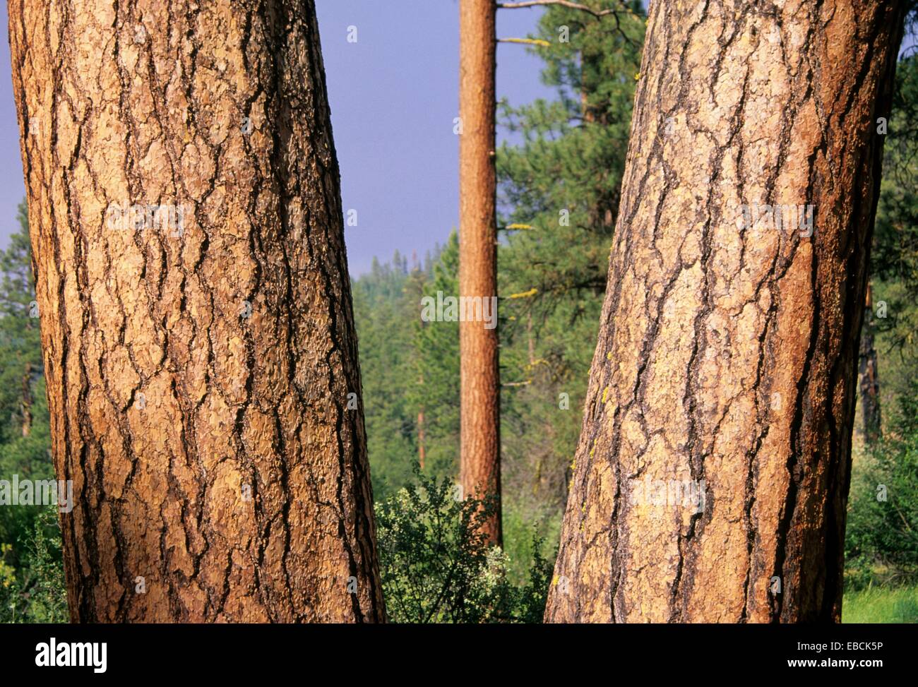 Ochoco mountains hi-res stock photography and images - Alamy