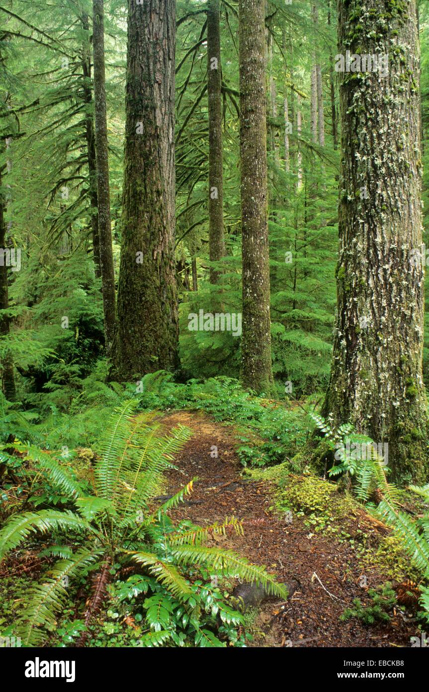 Doerner fir hi-res stock photography and images - Alamy