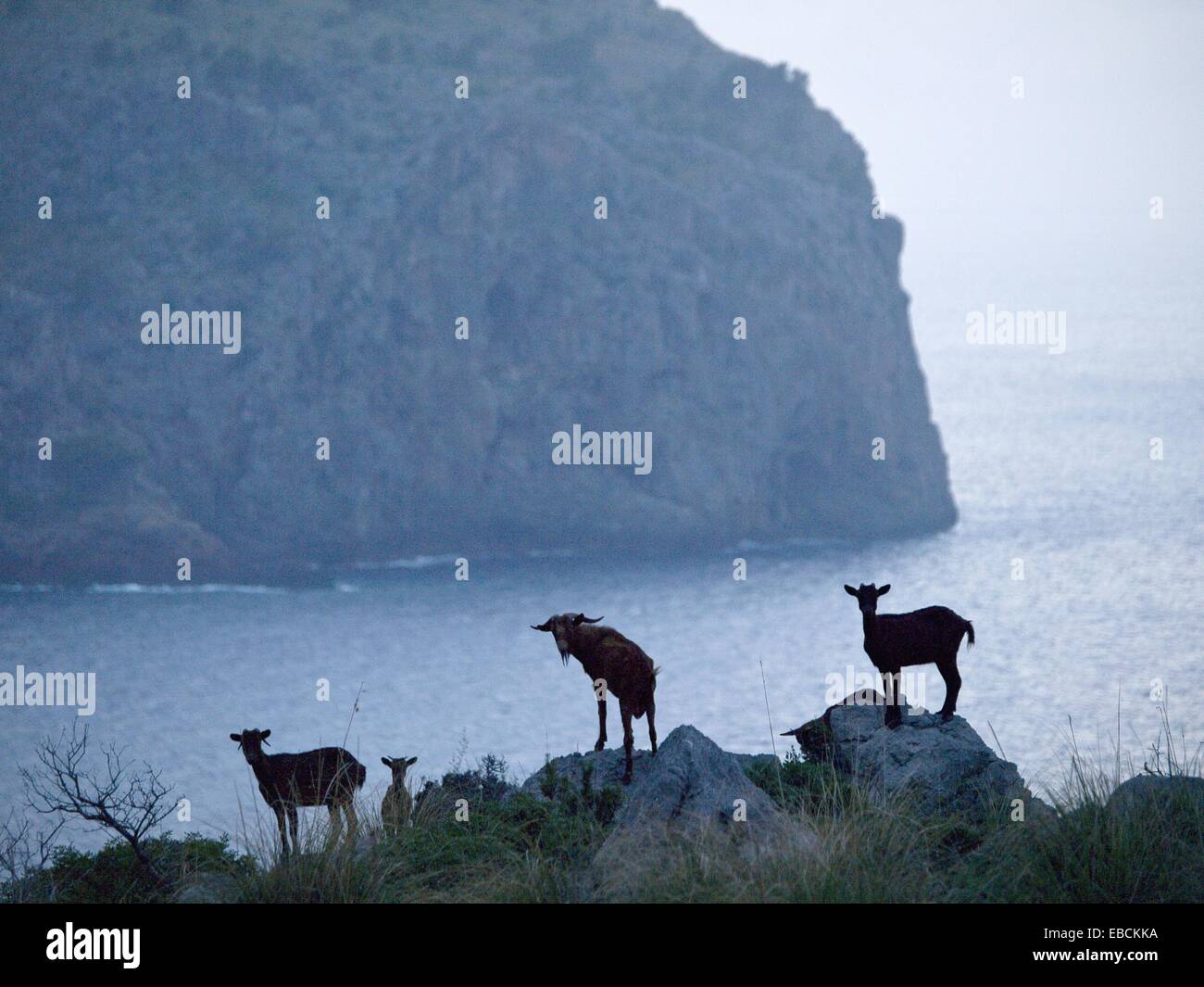 Hunting of mountain goats hi-res stock photography and images - Alamy