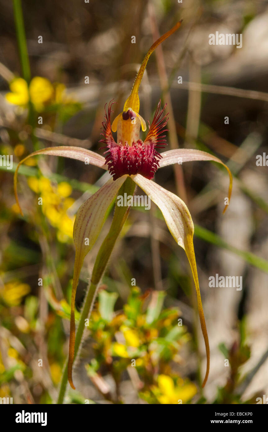 Swamp orchid hi-res stock photography and images - Alamy