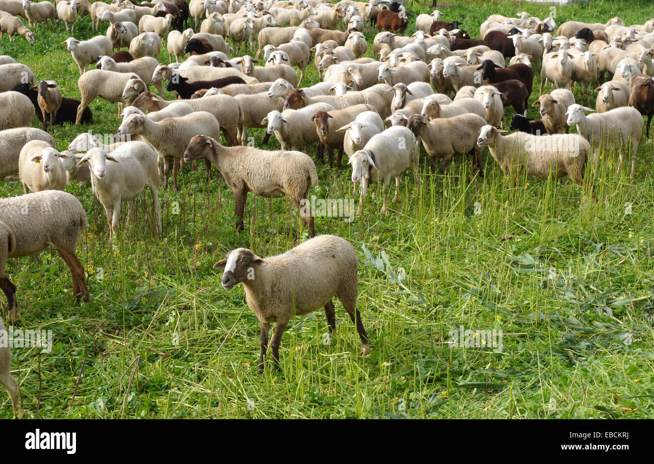 Livestock overgrazing hi-res stock photography and images - Alamy