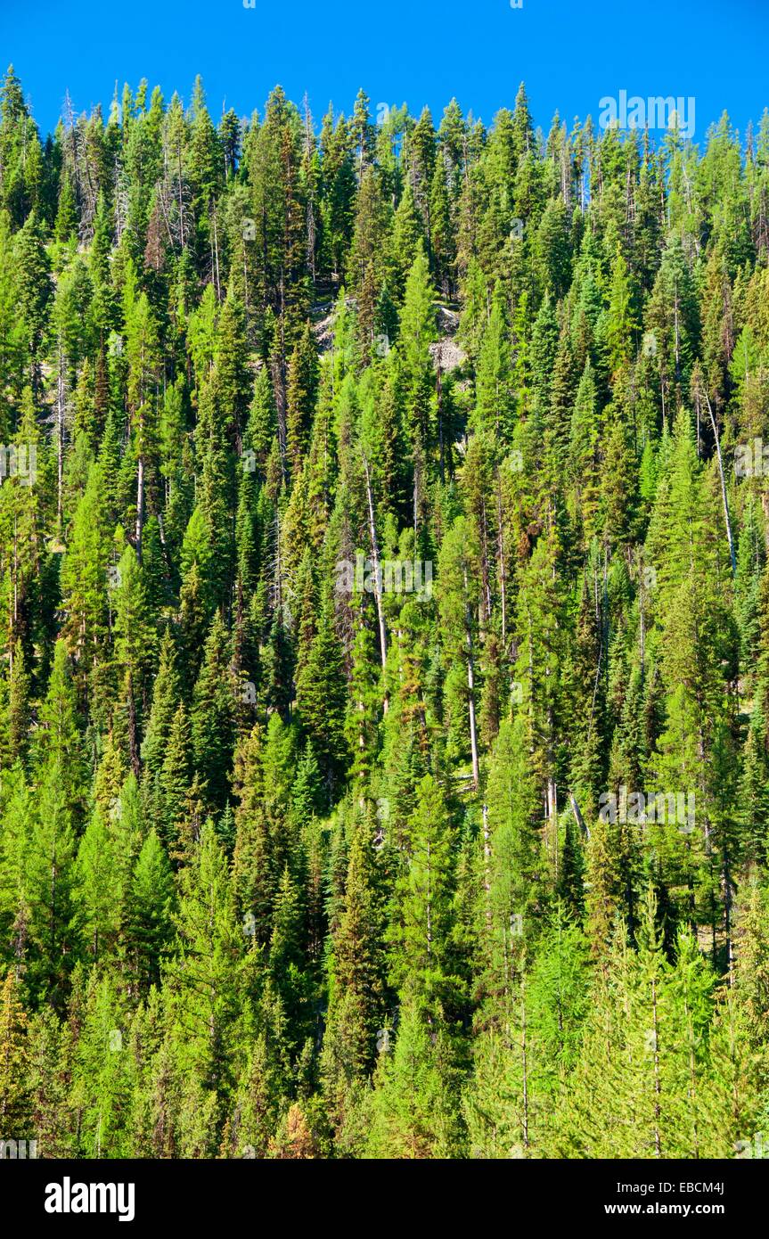 North fork john day river wilderness hi-res stock photography and ...