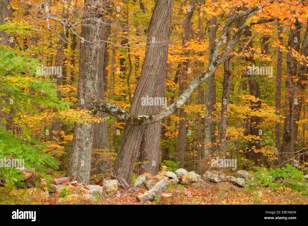 Hale stone hi-res stock photography and images - Alamy