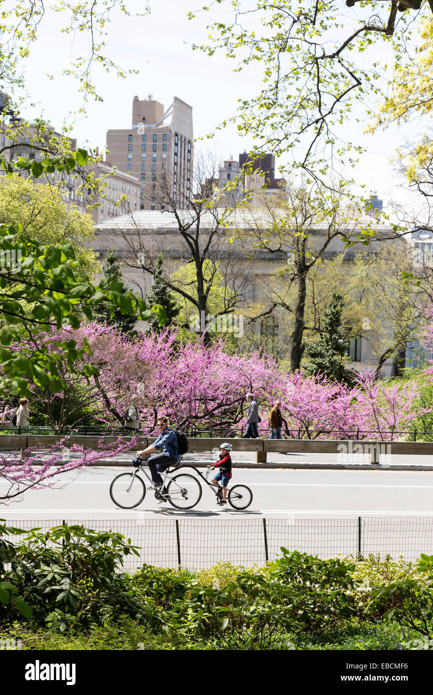 Springtime, Central Park, NYC, USA Stock Photo - Alamy