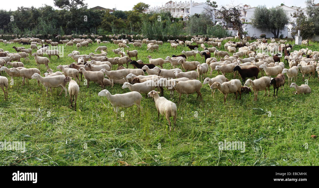 Green pastures sheep hi-res stock photography and images - Alamy