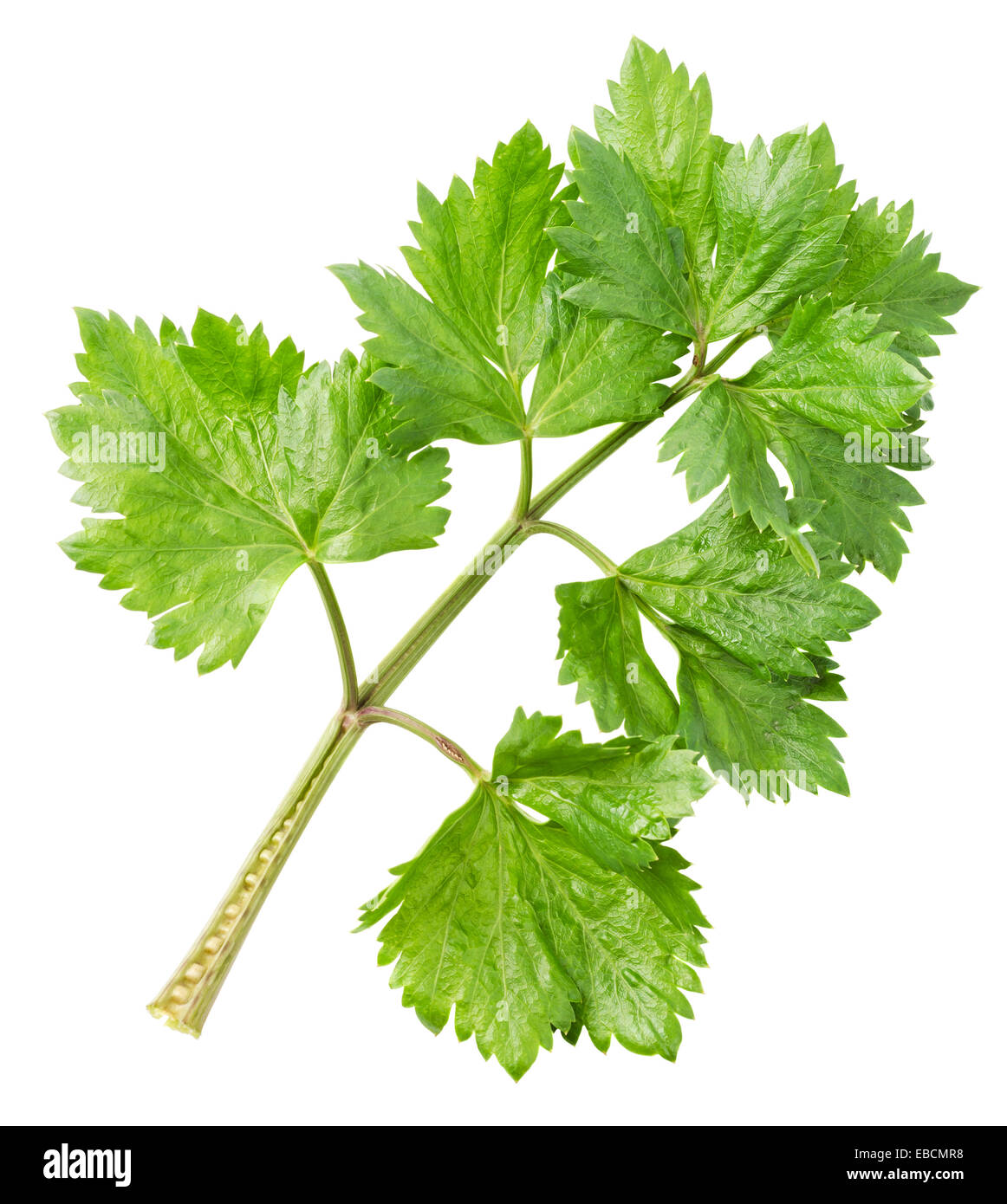 Aromatic herbs hi-res stock photography and images - Alamy