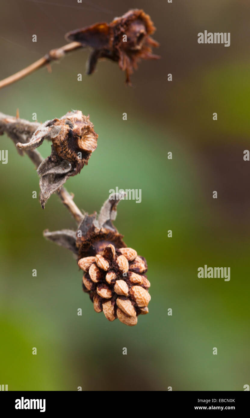 Fruit decomposition hi-res stock photography and images - Alamy