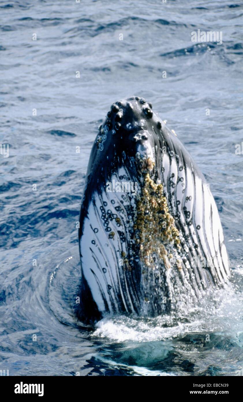 Tonga fauna hi-res stock photography and images - Alamy