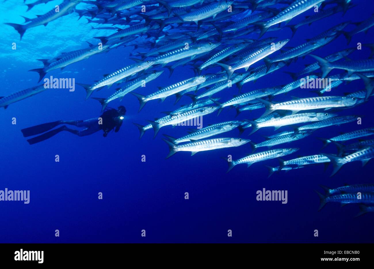 Chevron barracuda Sphyraena qenie Witu Islands Papua New Guinea Stock ...