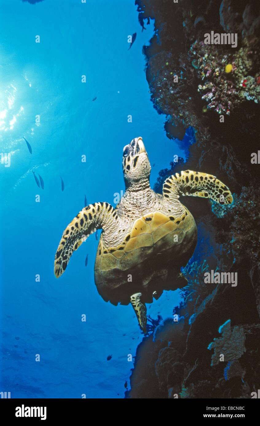 Fiji sea turtle hi-res stock photography and images - Alamy