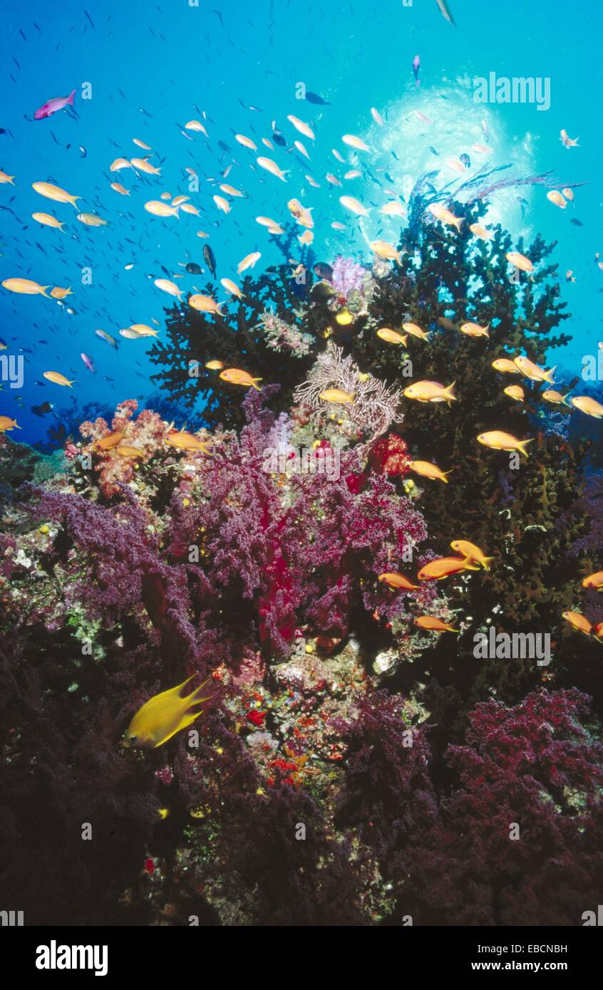 Namena reef hi-res stock photography and images - Alamy