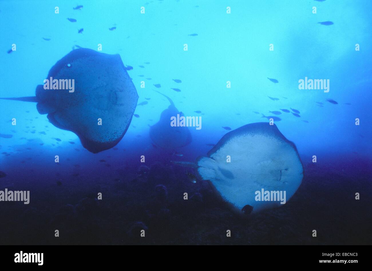 Stingrays school hi-res stock photography and images - Alamy