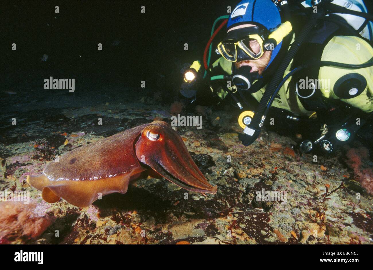 Sepia apama australia hi-res stock photography and images - Alamy