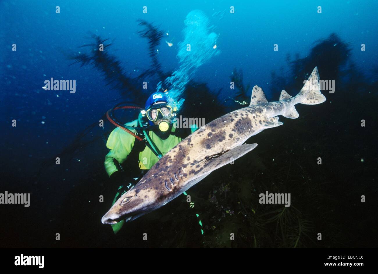 Draughtboard shark hi-res stock photography and images - Alamy