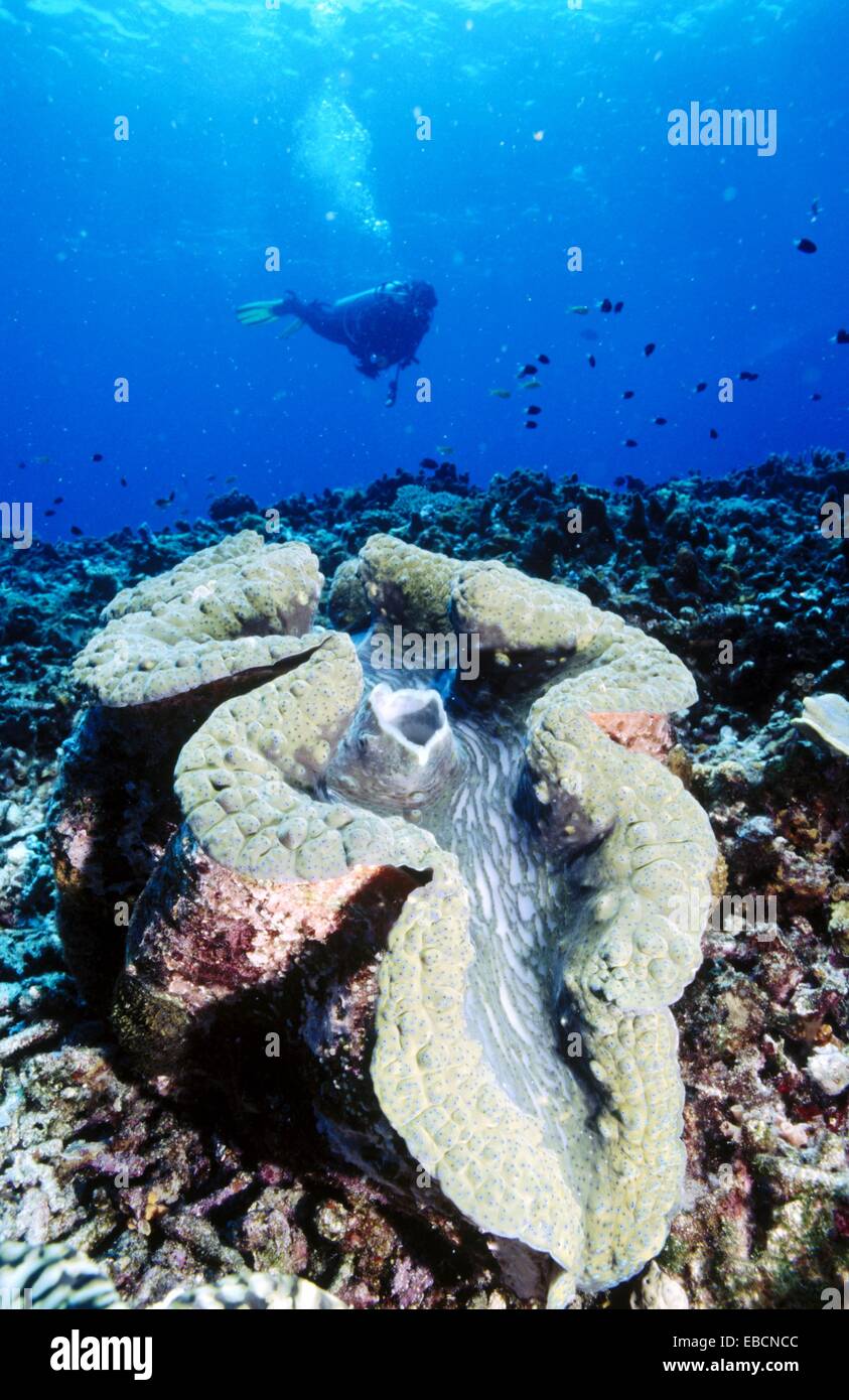 Giant clam scuba diving diver hi-res stock photography and images - Alamy