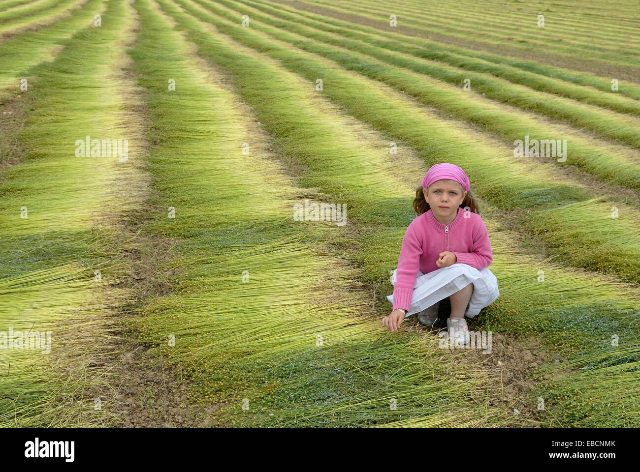 Flax harvest hi-res stock photography and images - Alamy