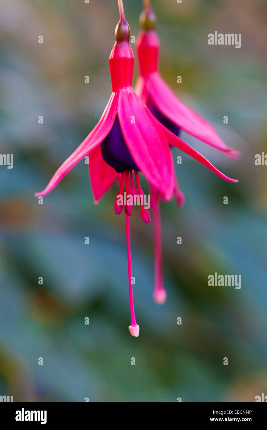 Fuchsia in flower, Kent, UK, autumn Stock Photo - Alamy