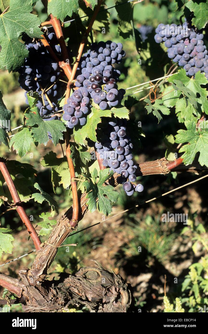 Nebbiolo grape variety hi-res stock photography and images - Alamy