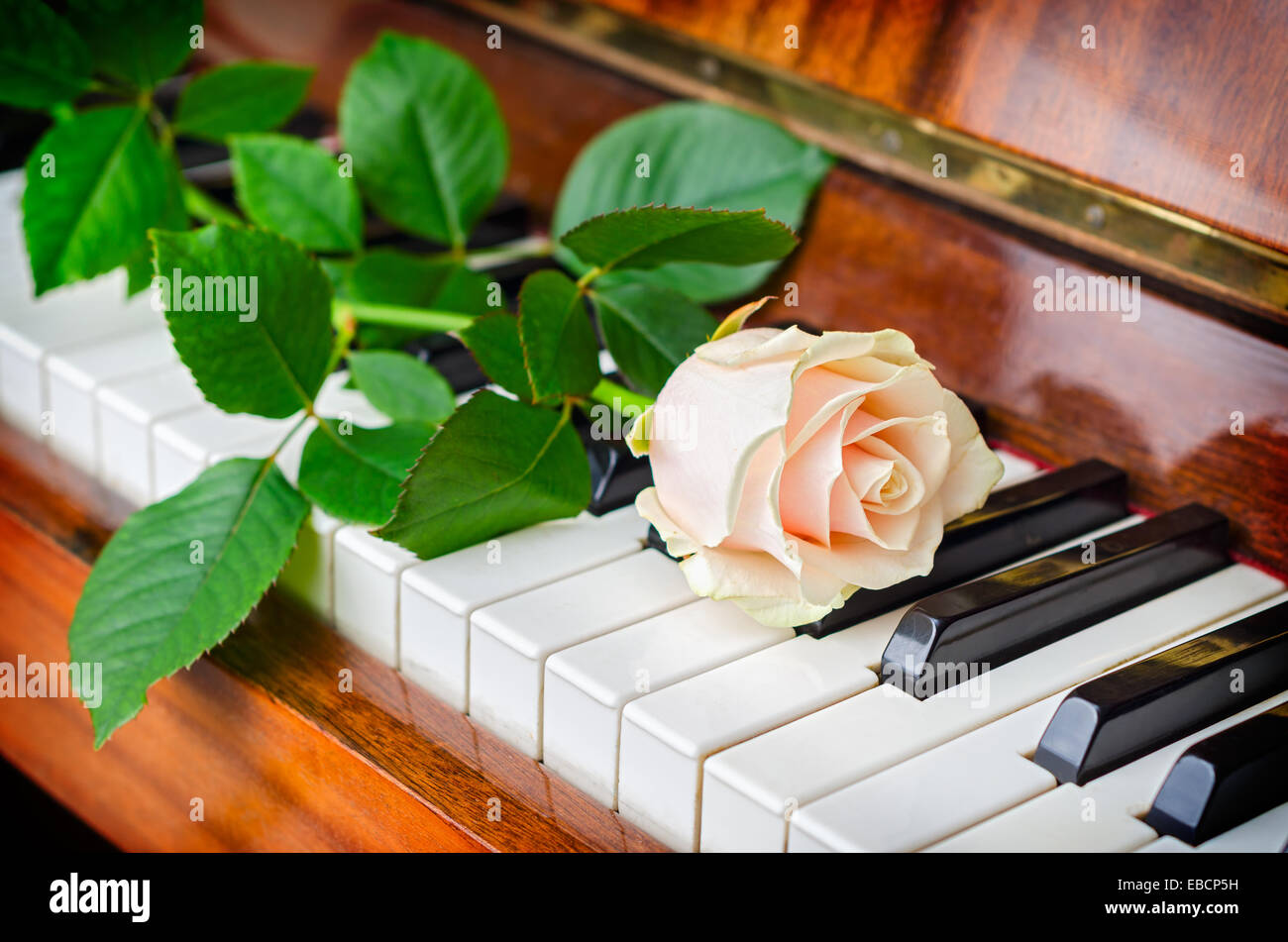 Single white rose lay on the keys of a grand piano Stock Photo - Alamy