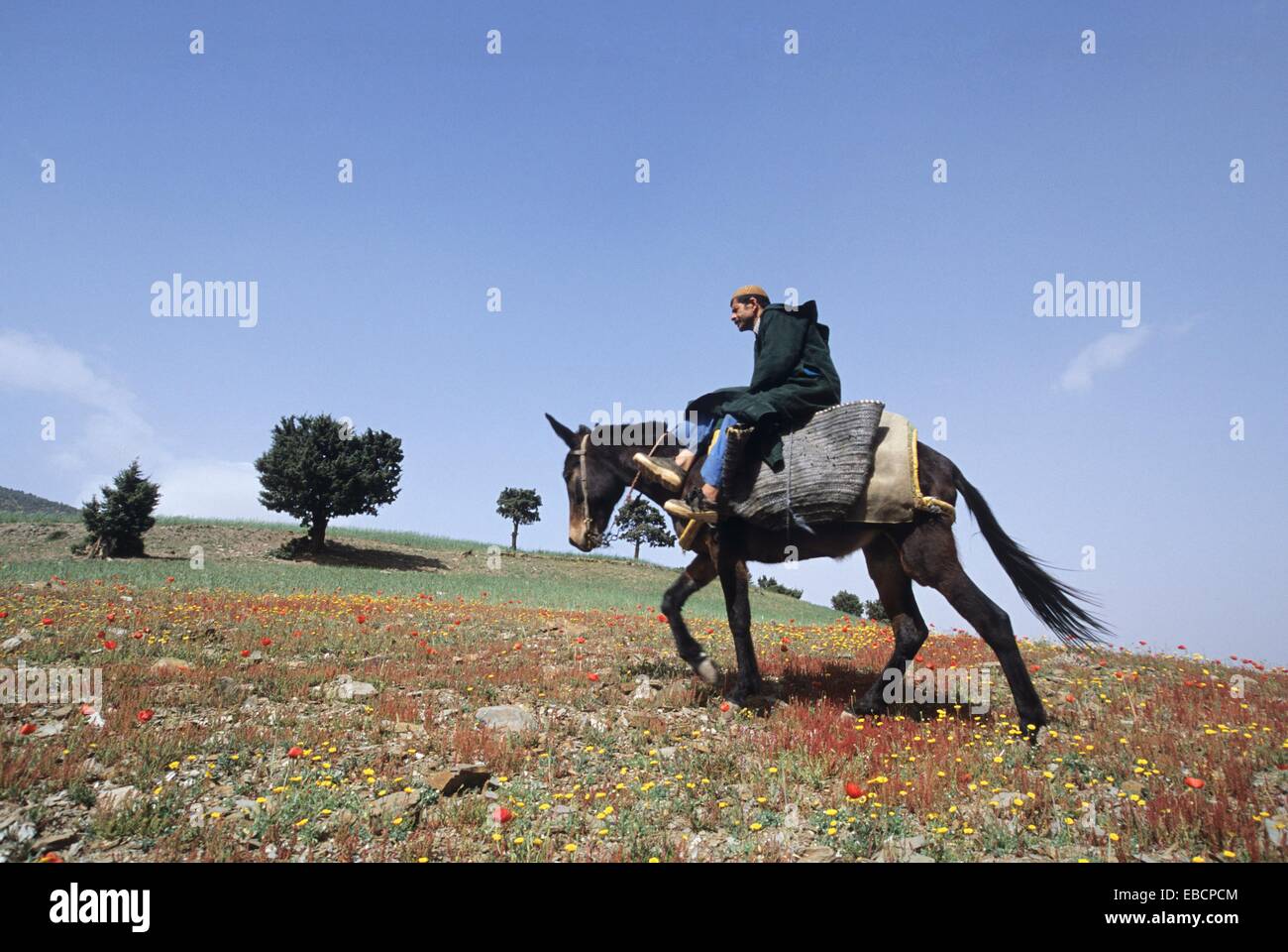 man riding a mule around Tizgui High Atlas Morocco North Africa Stock ...