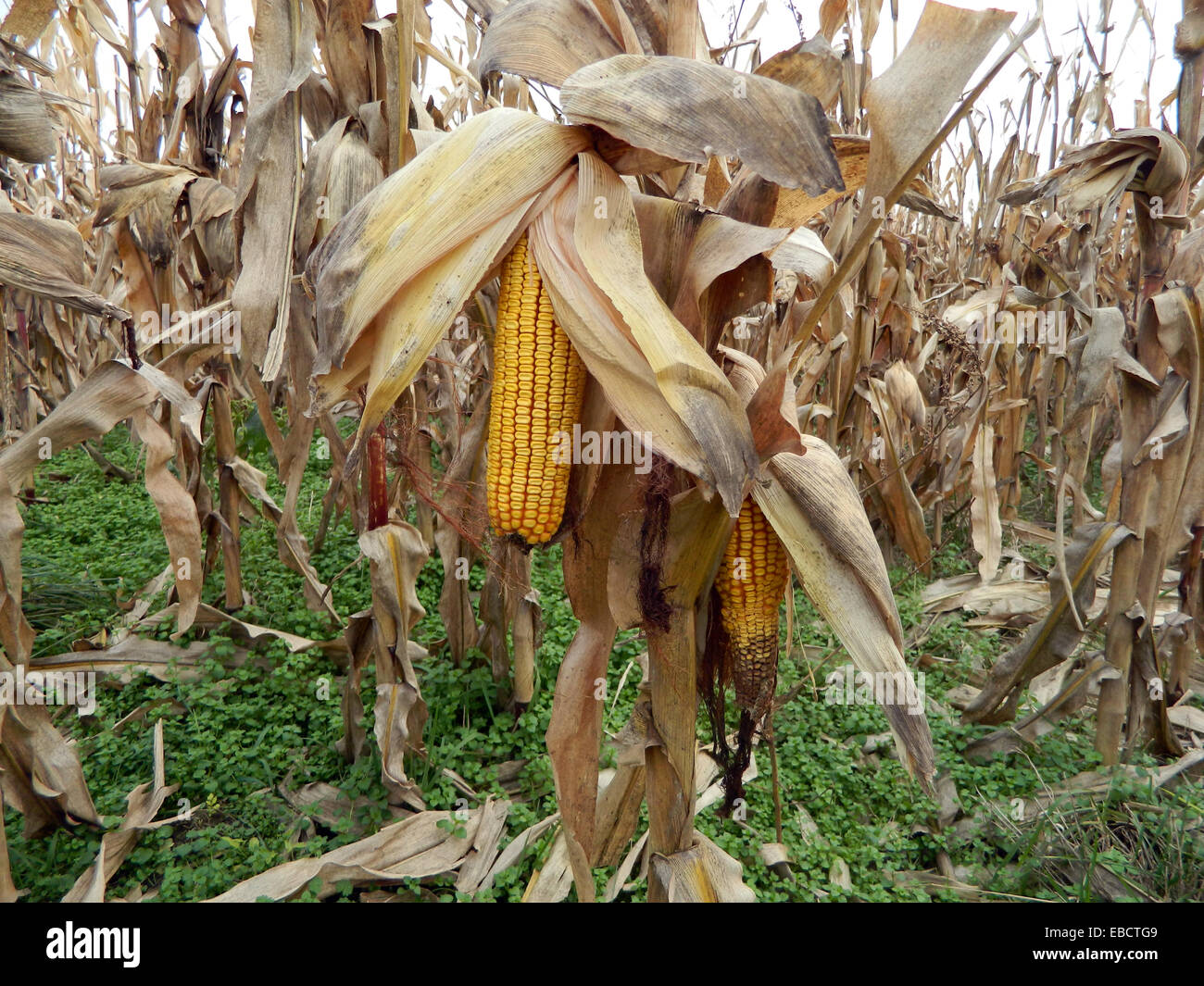 Corn silage is still waiting for harvest. Although winter is on the ...