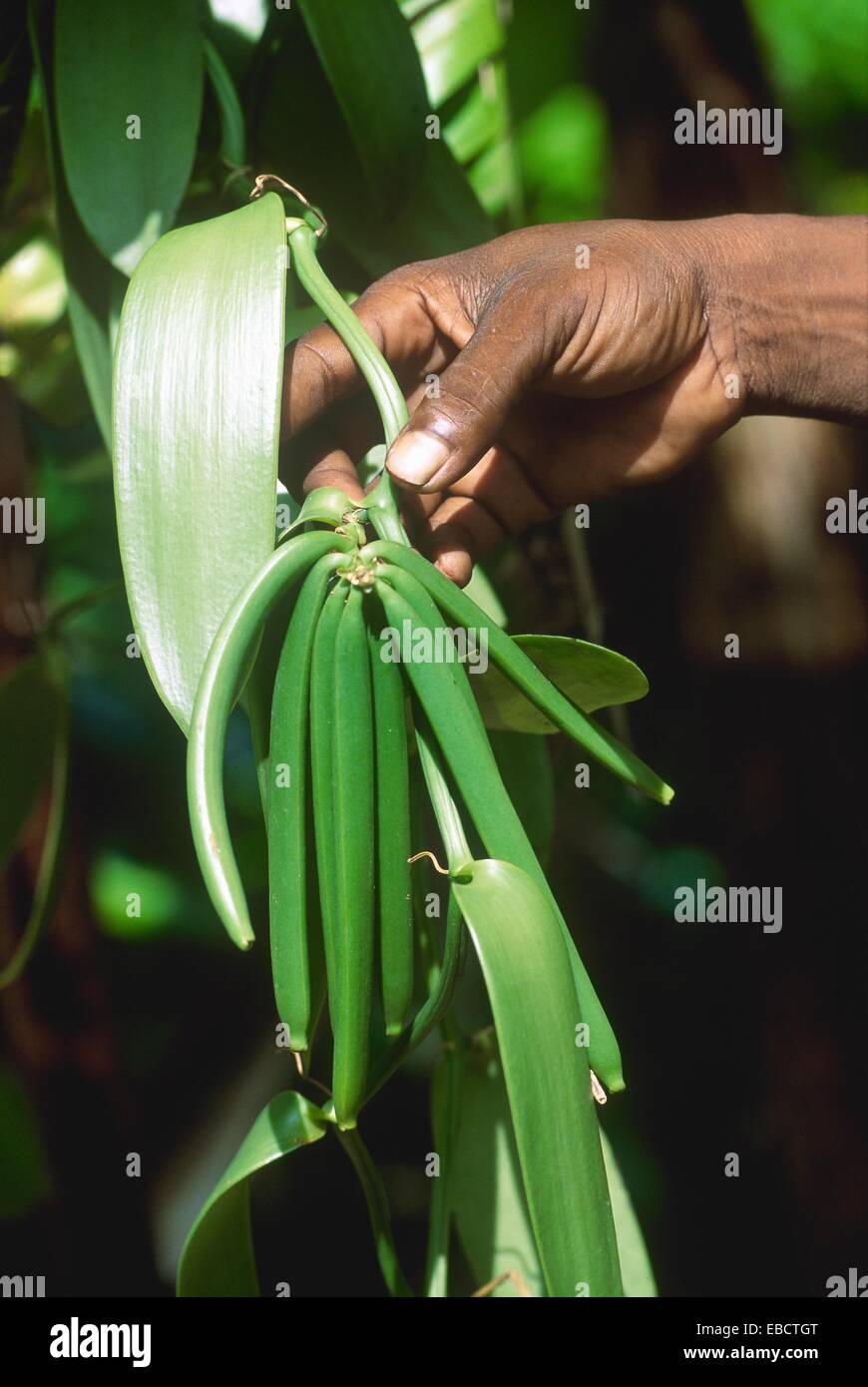 Orchidee planifolia hi-res stock photography and images - Alamy