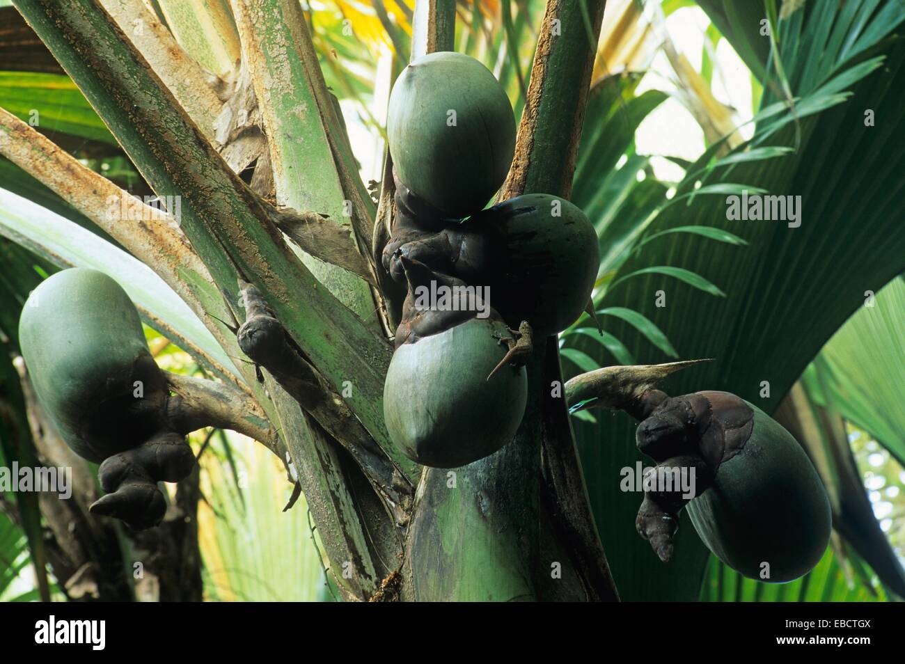 Coco de mer nut lodoicea maldivica hi-res stock photography and images ...