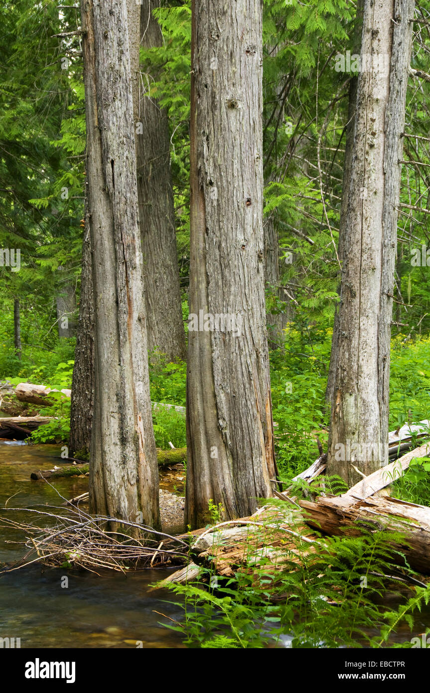 Coeur Dalene National Forest High Resolution Stock Photography and ...