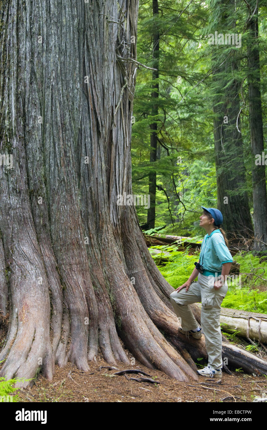 Coeur Dalene National Forest High Resolution Stock Photography and ...
