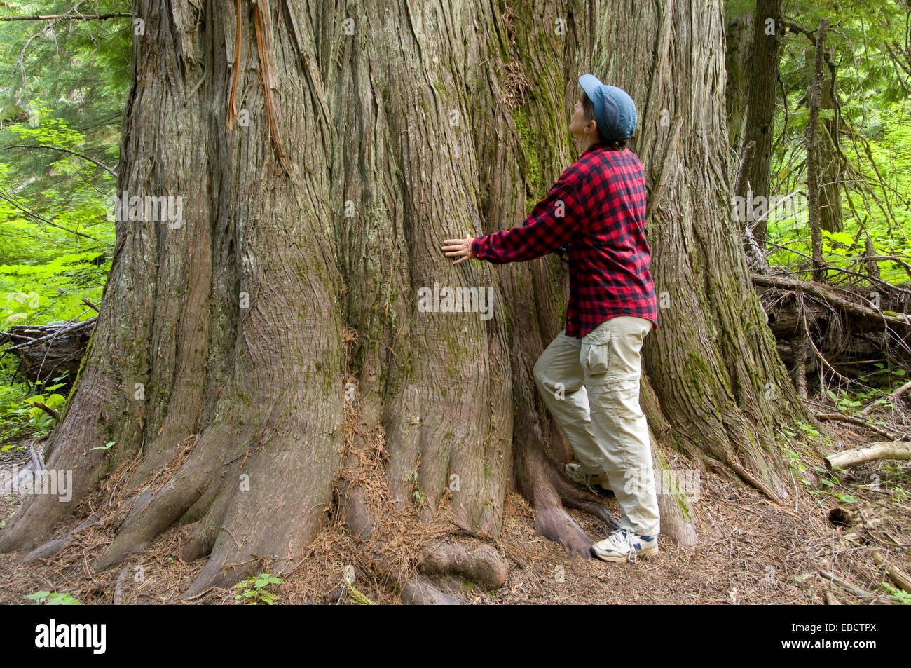 Ancient grove hi-res stock photography and images - Alamy