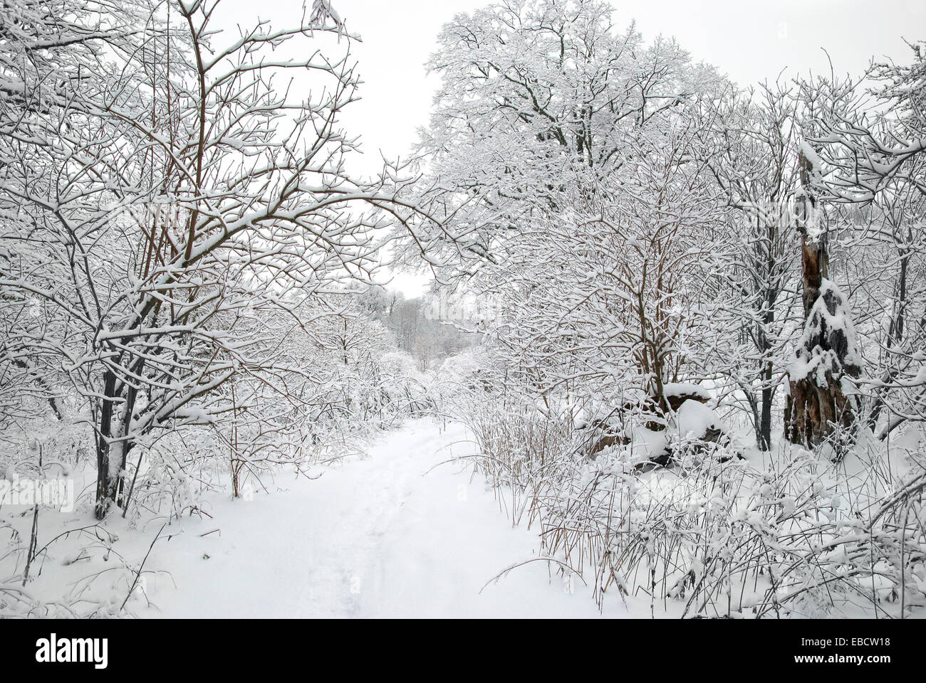Winter icy forest with beautiful trees Stock Photo - Alamy