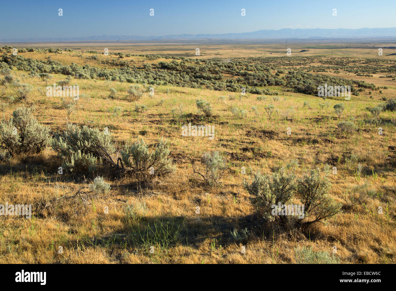 High desert grass hi-res stock photography and images - Alamy
