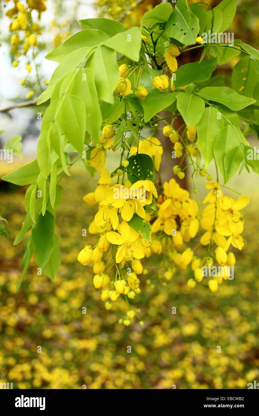 Leaf of amaltas tree hi-res stock photography and images - Alamy