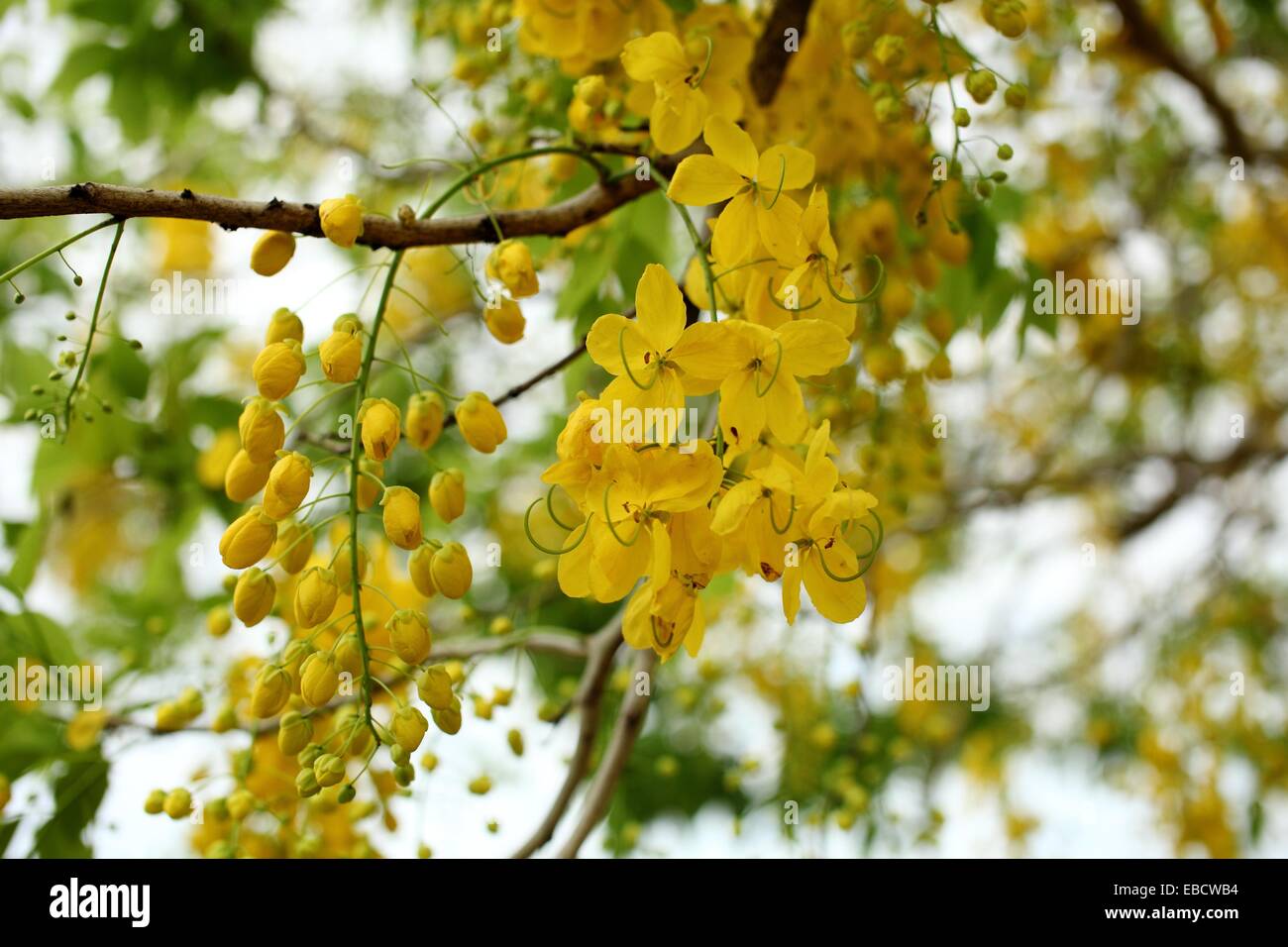 Leaf of amaltas tree hi-res stock photography and images - Alamy