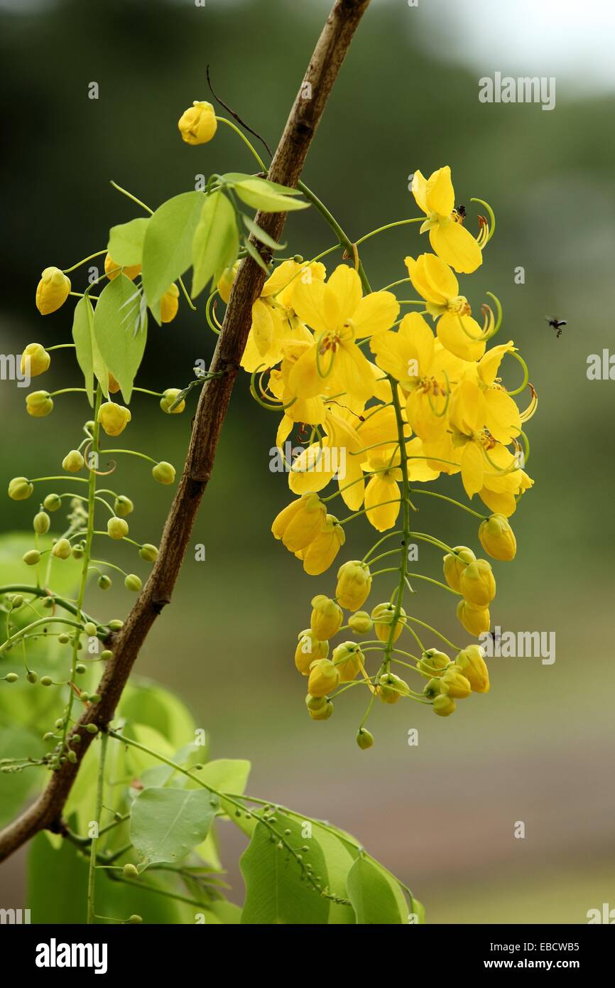 Leaf of amaltas tree hi-res stock photography and images - Alamy