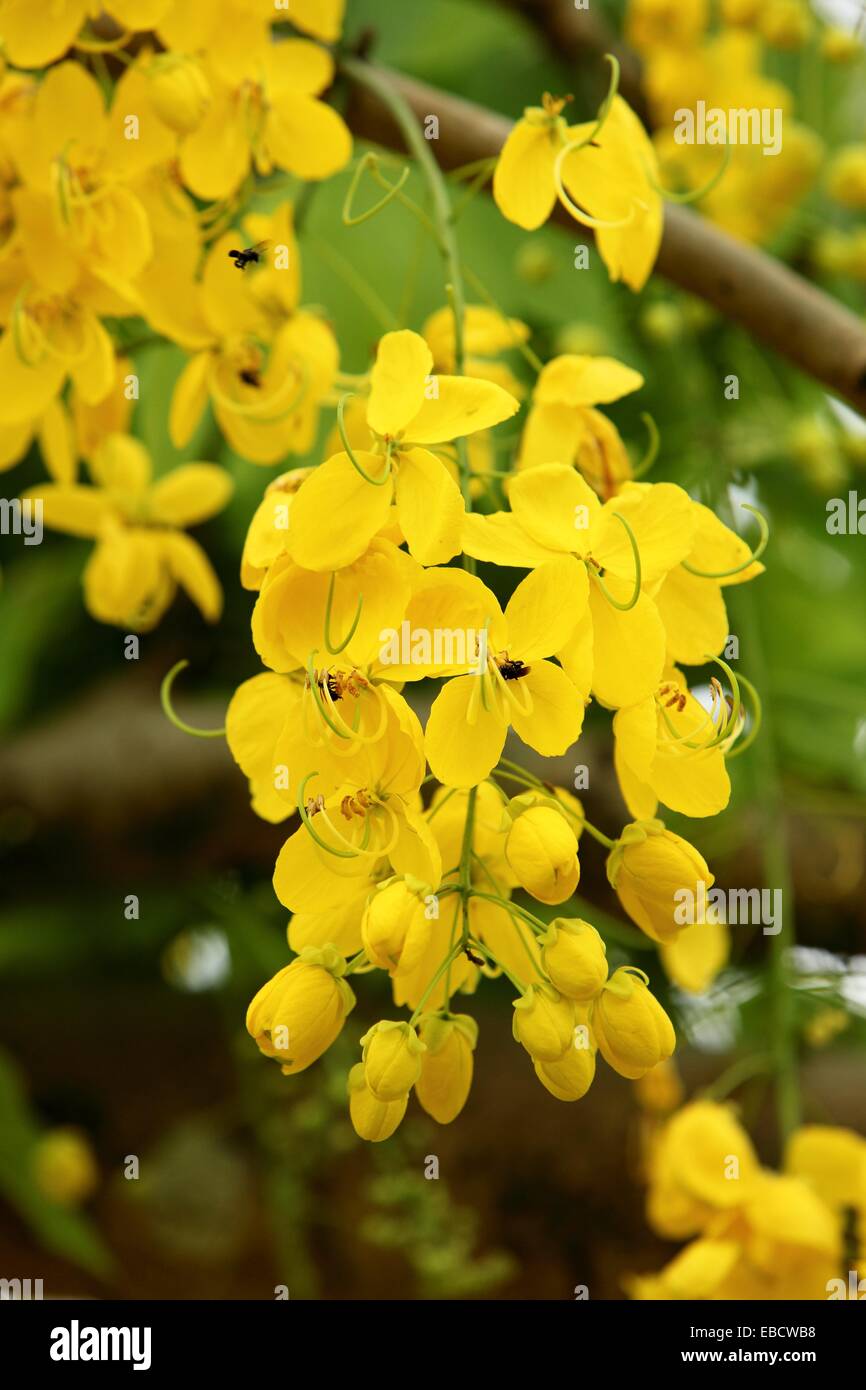 Leaf of amaltas tree hi-res stock photography and images - Alamy