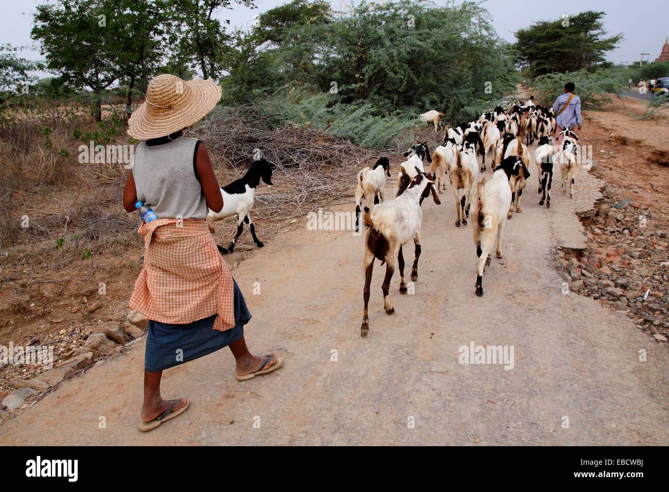 Boy shepherd hi-res stock photography and images - Alamy