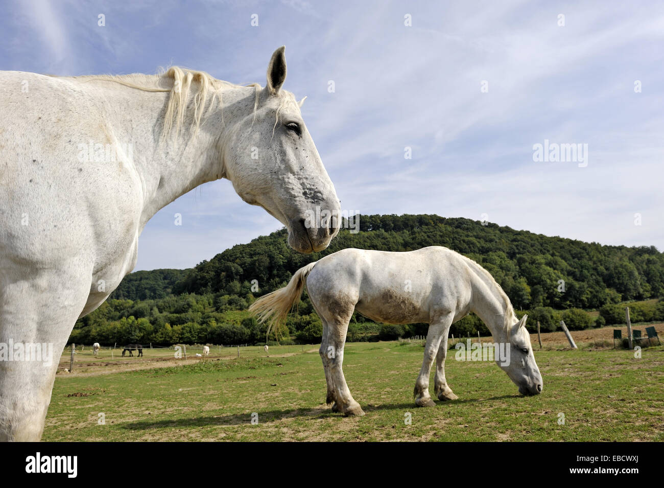 Percheron horse france hi-res stock photography and images - Alamy