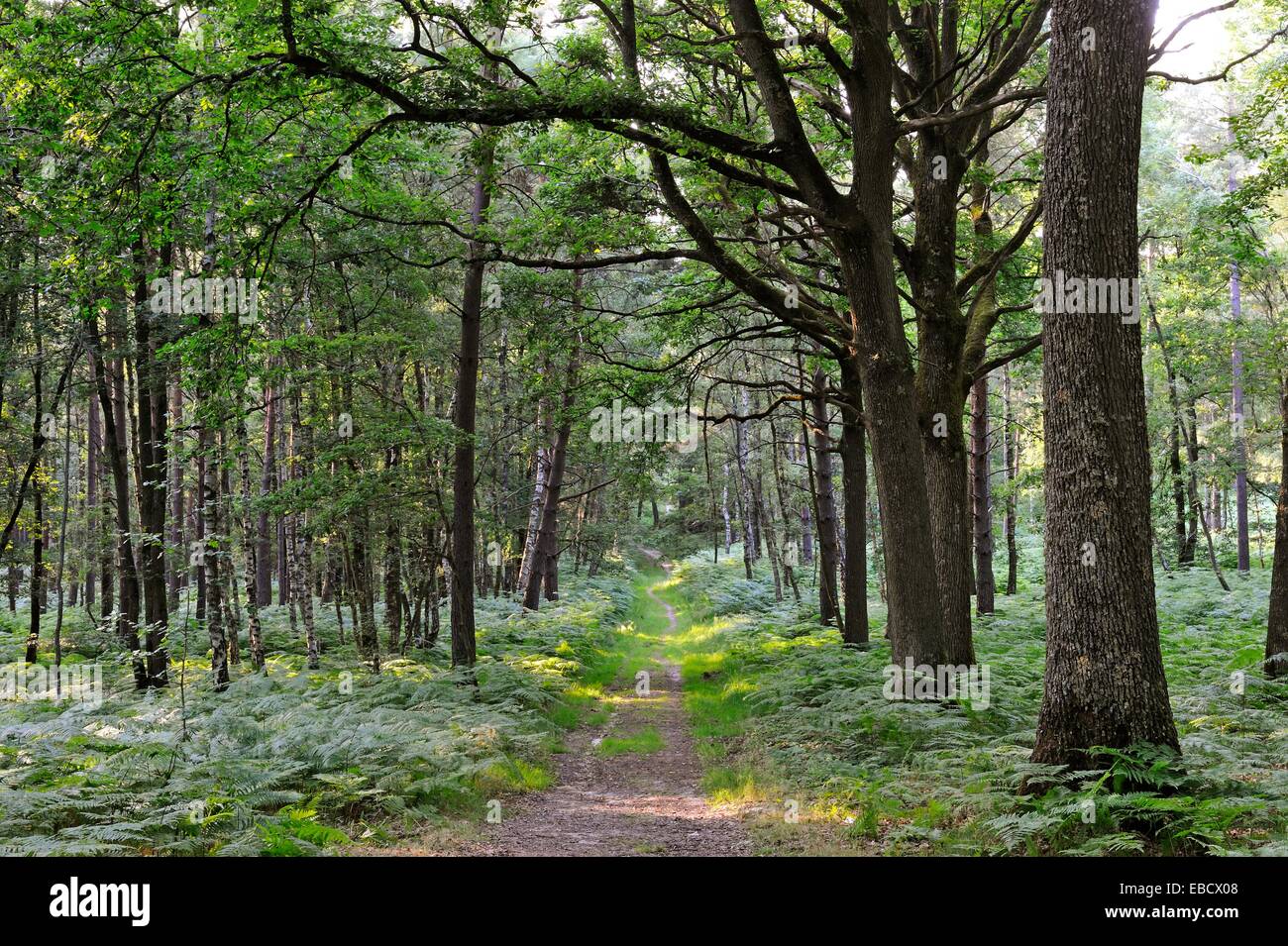 allee en Foret de Rambouillet,departement des Yvelines,region Ile de ...