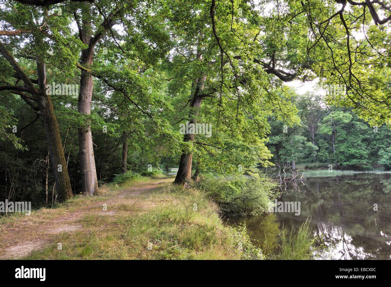 chemin borde de chenes sur une digue longeant le Petit Etang Neuf pres ...