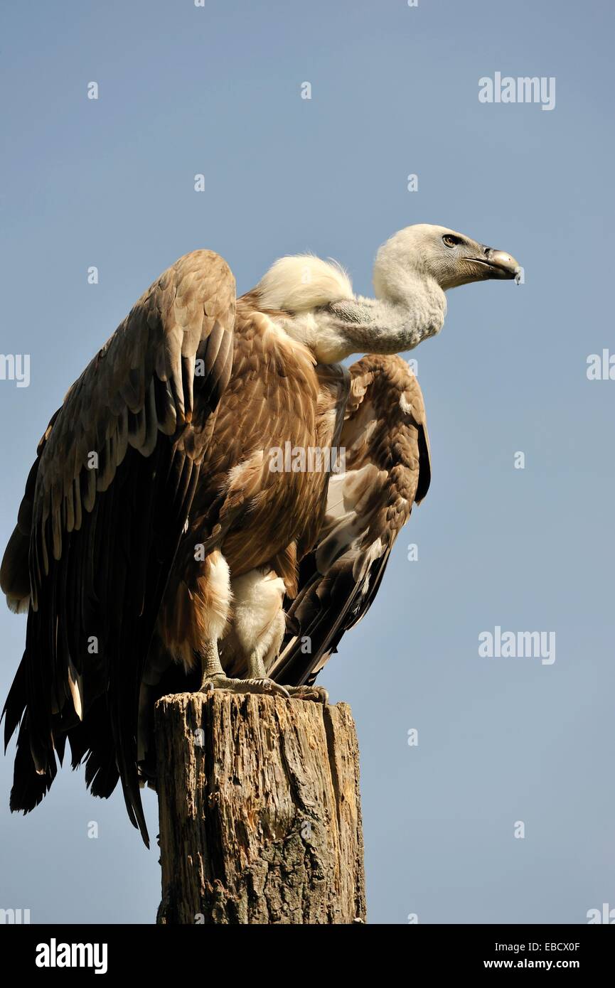 Accipitridae animal animalier bird Bird of prey chevreuse color image ...