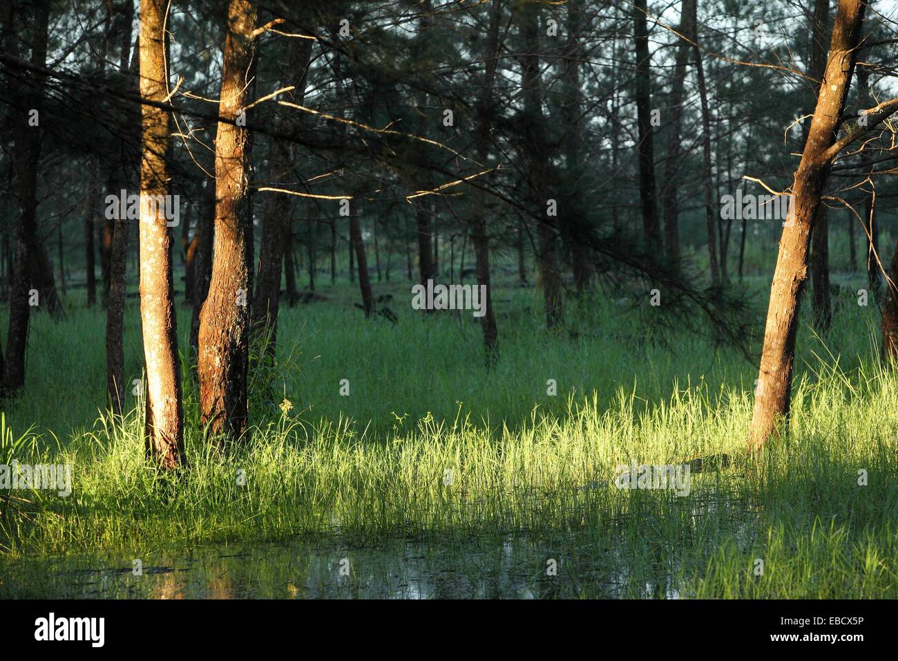 Similajau hi-res stock photography and images - Alamy