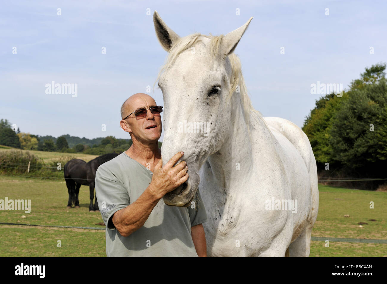 Percheron Horses France High Resolution Stock Photography and Images ...