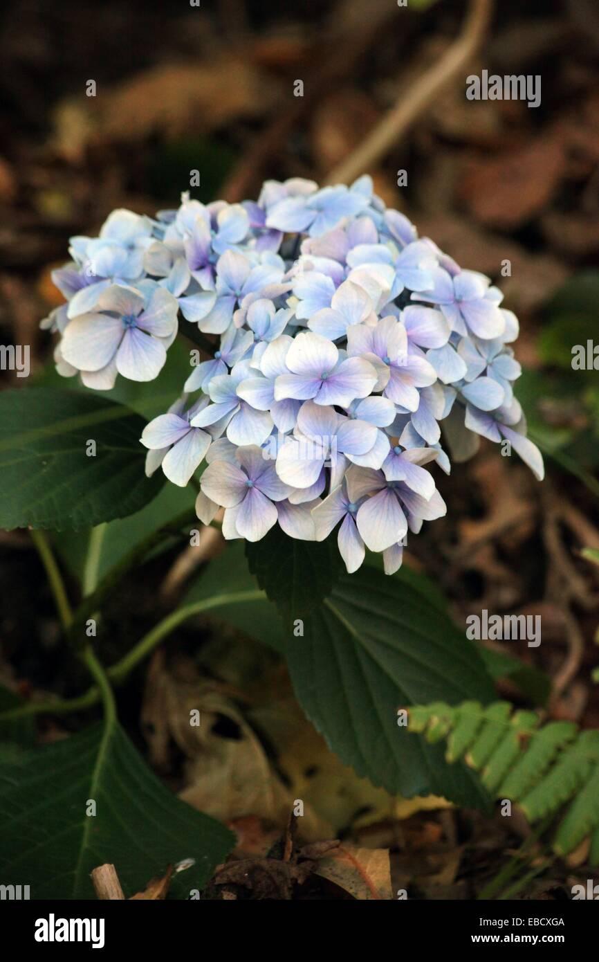 hydrangea flowers. Also known as mop head. North Tenerife island. spain ...