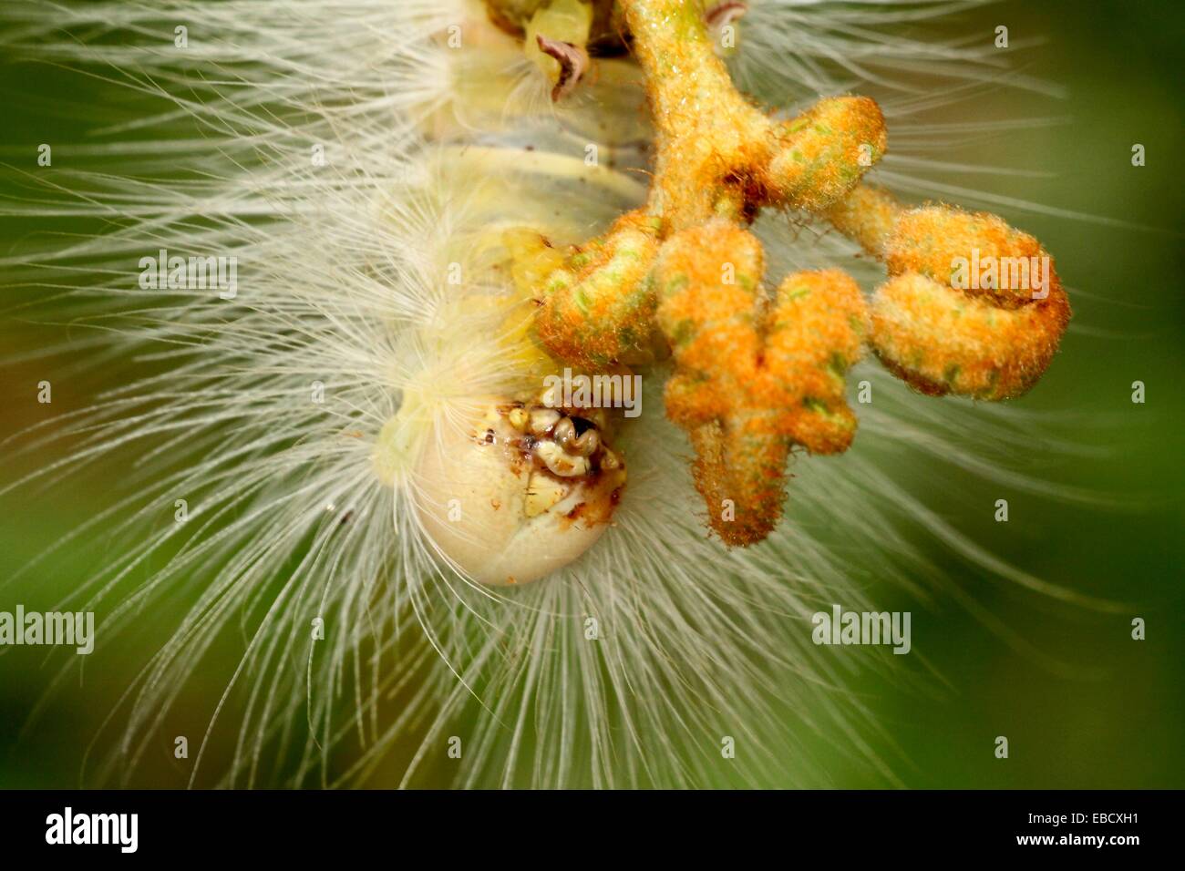 Hairy centipede hi-res stock photography and images - Alamy