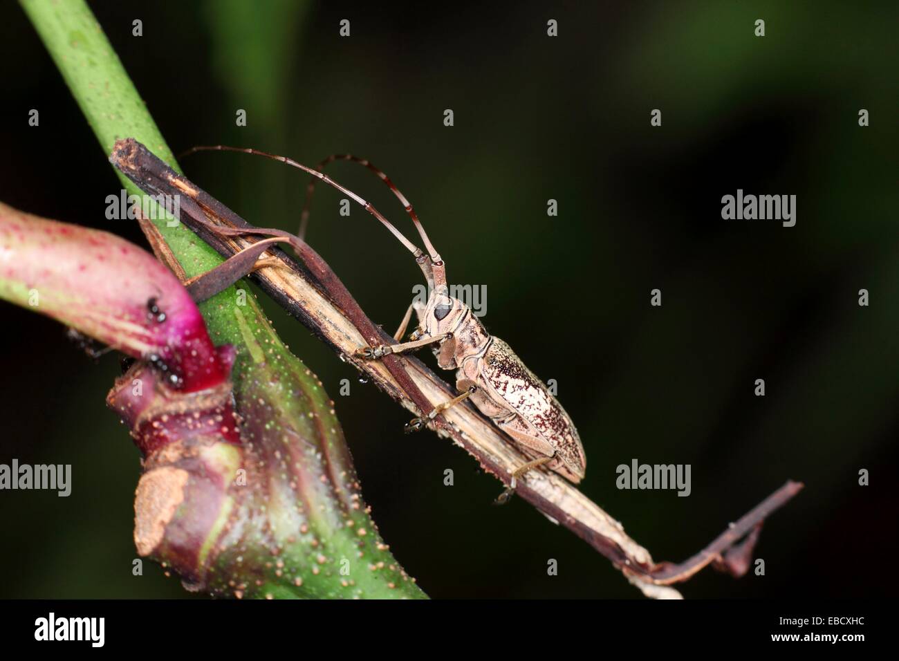 Insect asia horn beetle wildlife hi-res stock photography and images ...