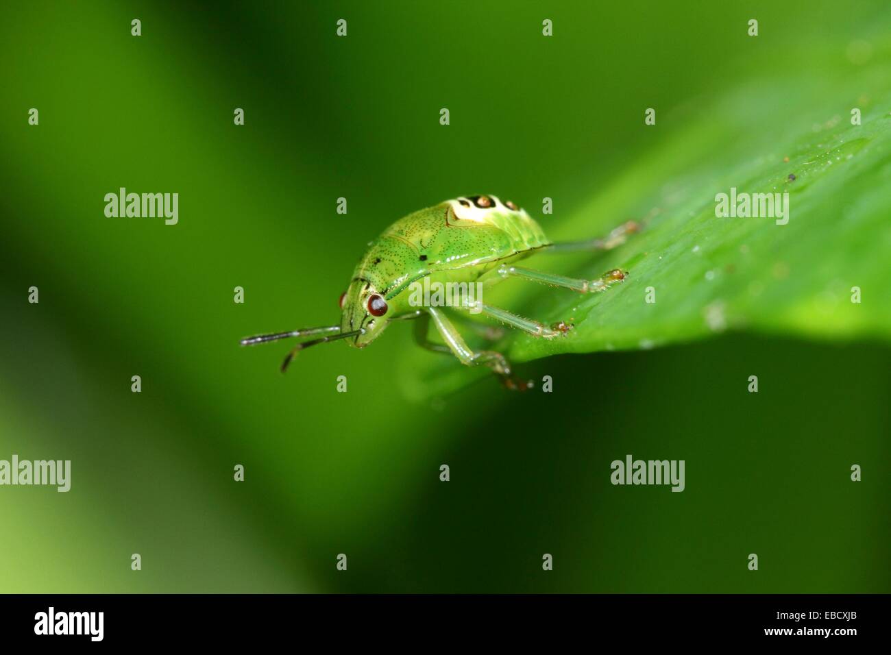 Green color beetle hi-res stock photography and images - Alamy