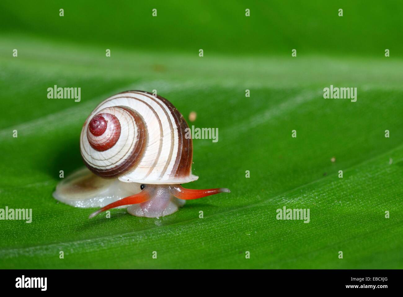 Colorful tropical forest snail hi-res stock photography and images - Alamy